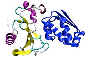 pEX™ Protein Expression